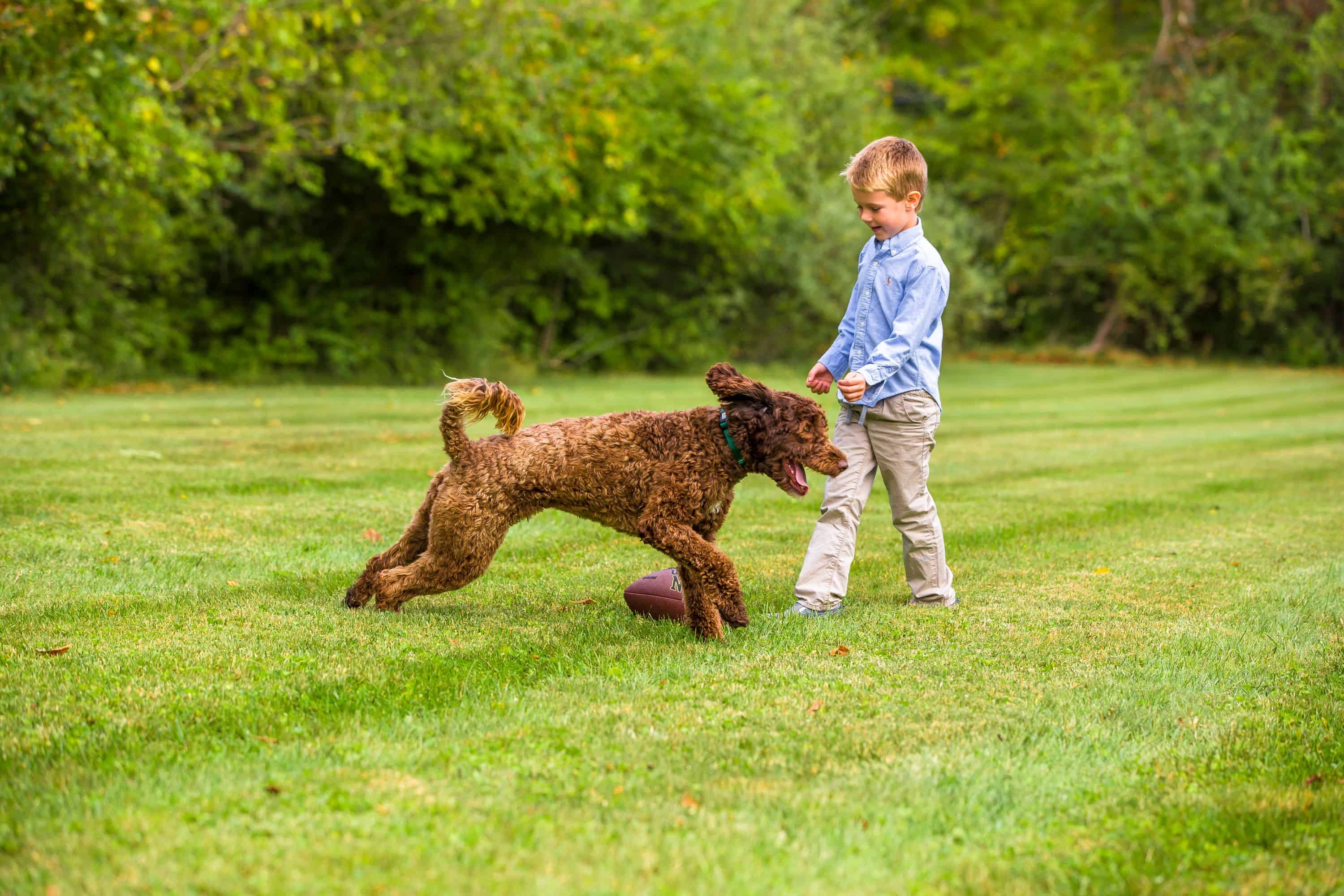 Austin Request Quote • San Antonio Dog Fence